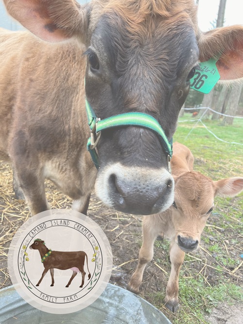 Camano Creamery – From Moo to You